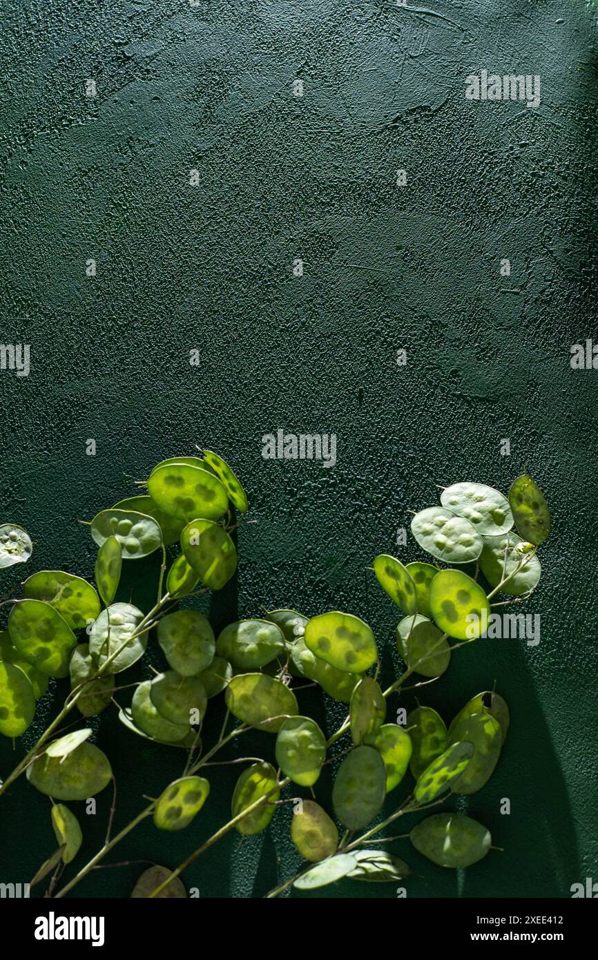Green leafy background. Lunaria annua leaves. Dried flower money plant ...