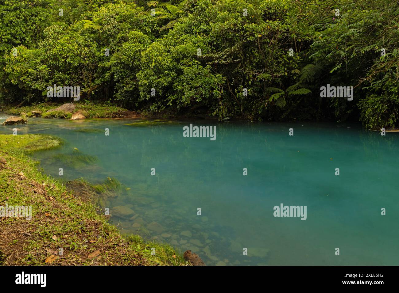 blue lagoon of the Rio Celeste in the Tenorio National Park in Costa ...