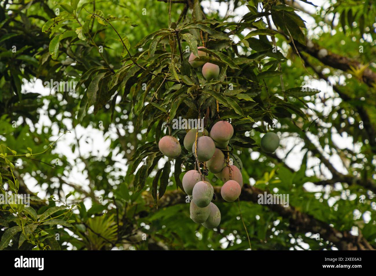 mangos on a tree in Costa Rica Stock Photo - Alamy