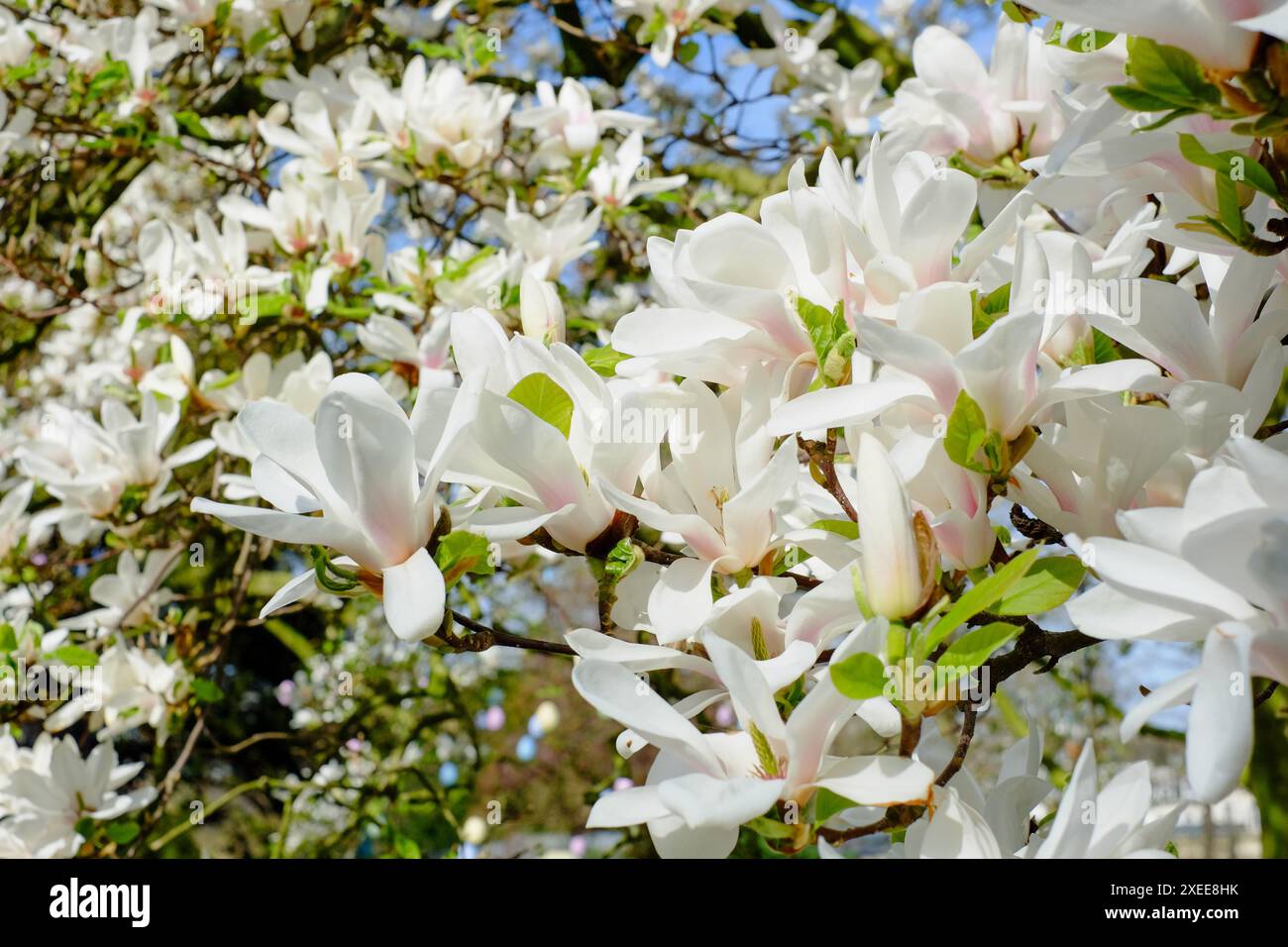 The image showcases the stunning beauty of a magnolia tree in full ...