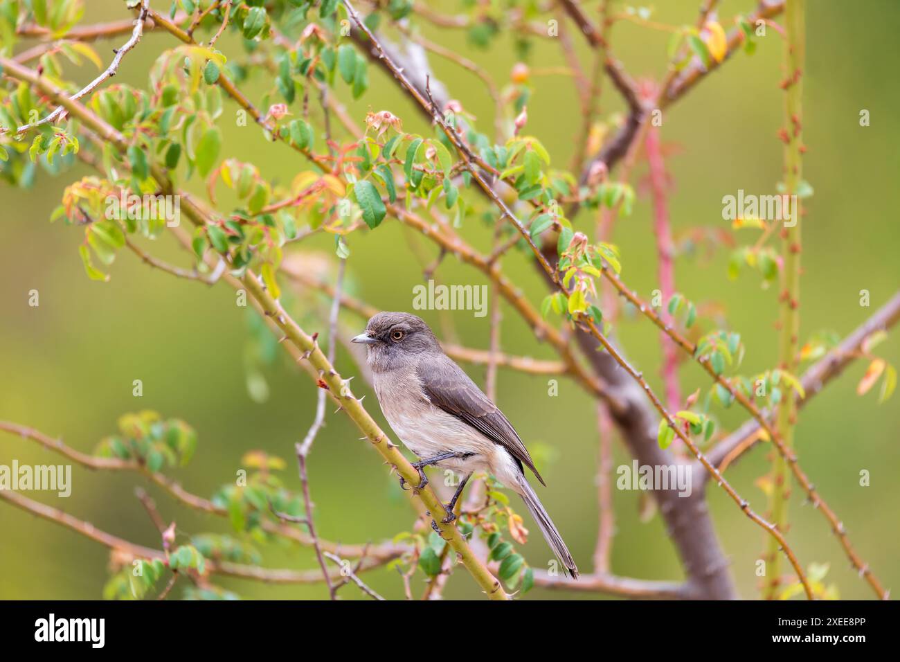 Abyssinian slaty flycatcher (Melaenornis chocolatinus), Debre Libanos ...