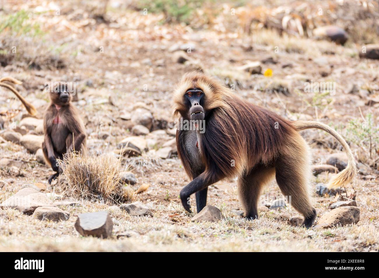 Gelada male alpha hi-res stock photography and images - Alamy