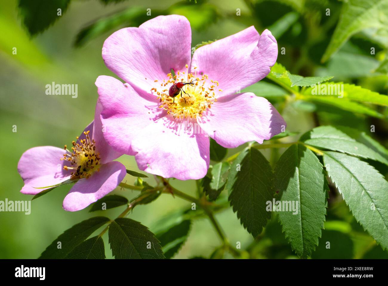 Red weevil on flower hi-res stock photography and images - Alamy