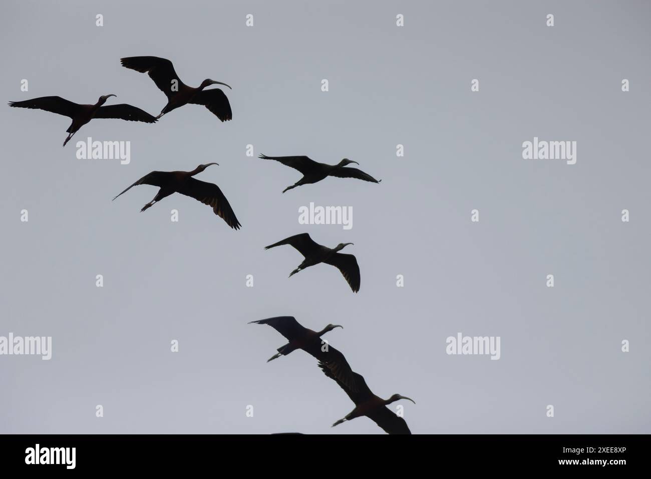 A flock of birds fly in a line across a cloudy sky Stock Photo - Alamy