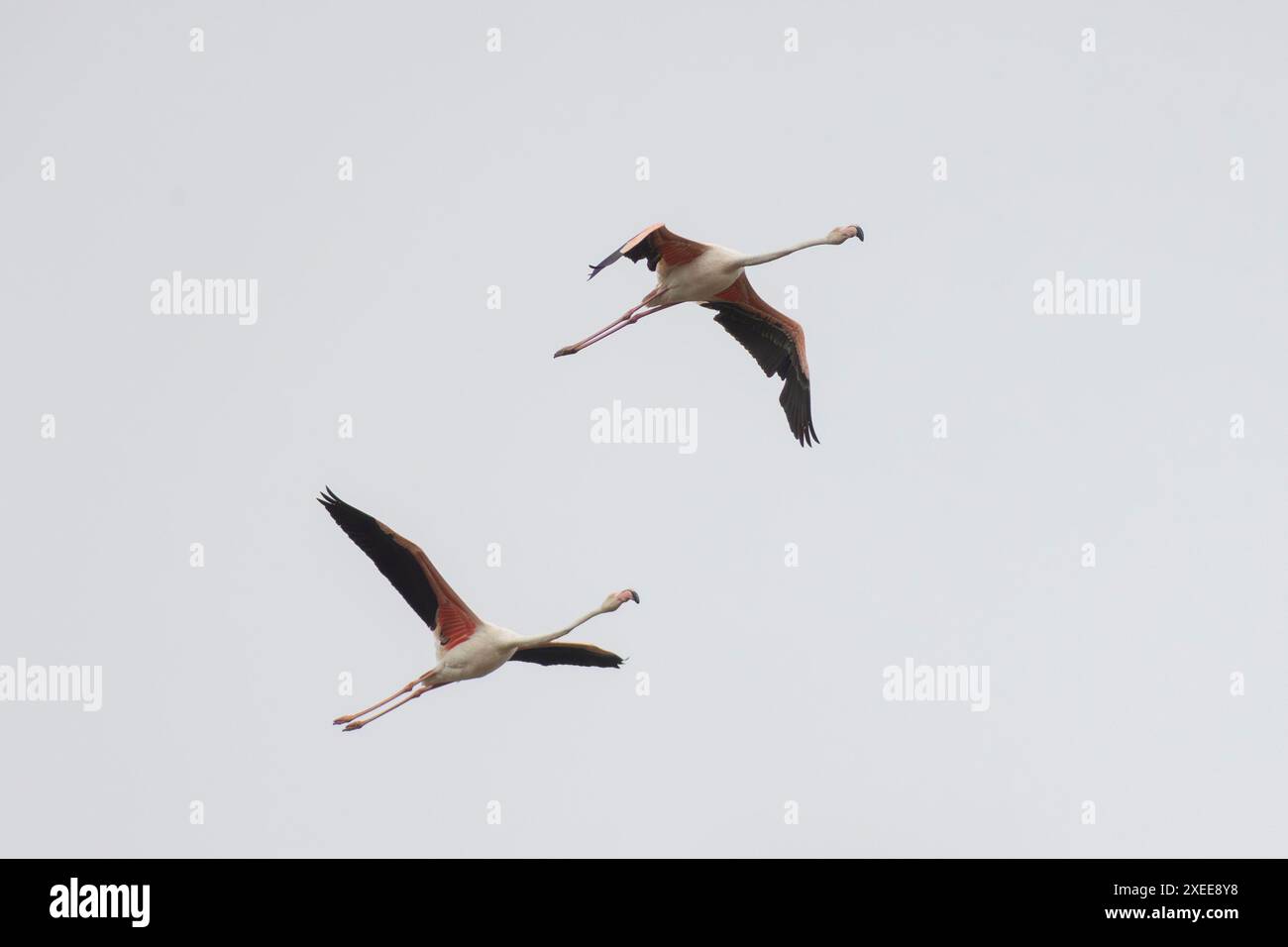 Two flamingos in flight hi-res stock photography and images - Alamy