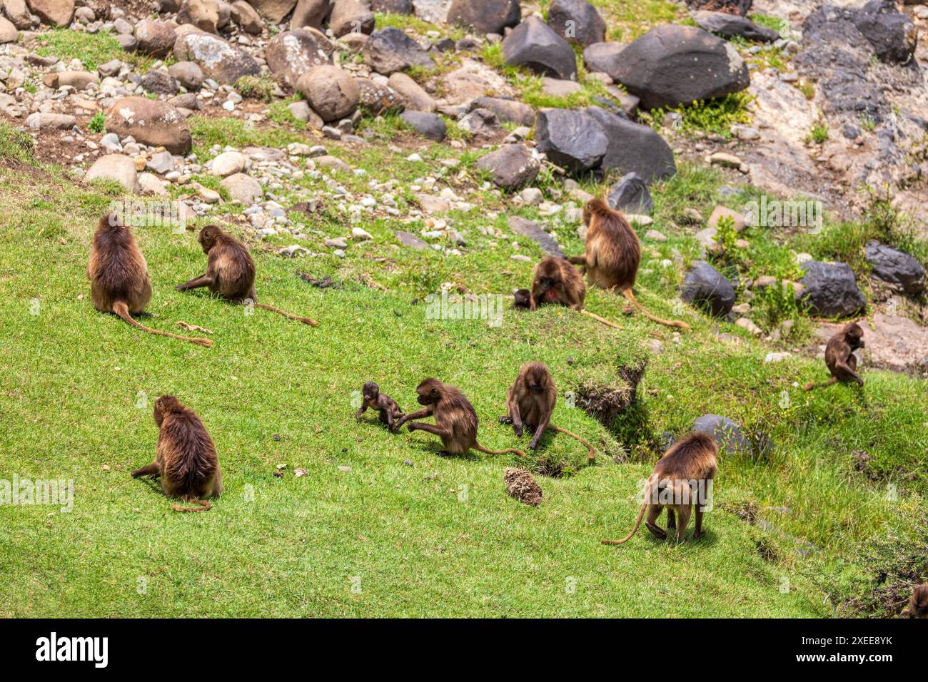 Adult male gelada theropithecus hi-res stock photography and images - Alamy