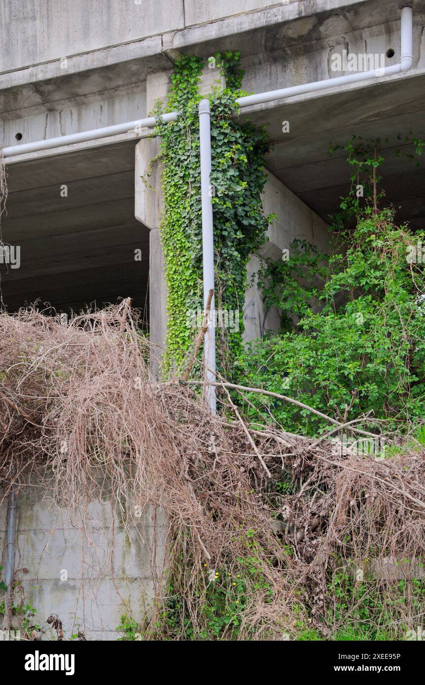 plants growing under motorway bridge Stock Photo - Alamy