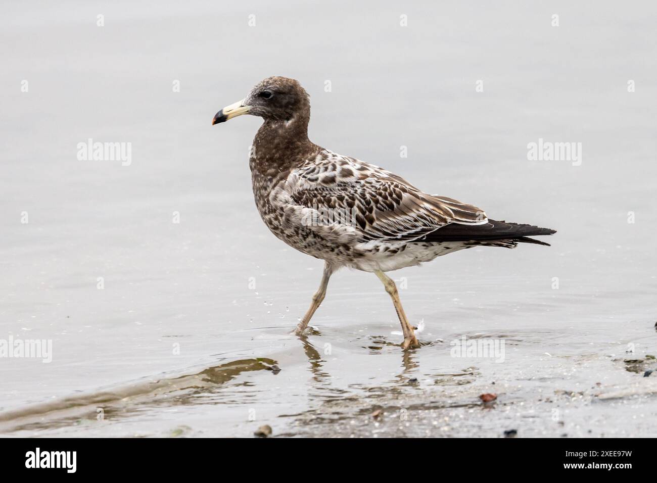Belcher's Gull (Band-tailed Gull) - Larus belcheri - Laridae - Paracas ...