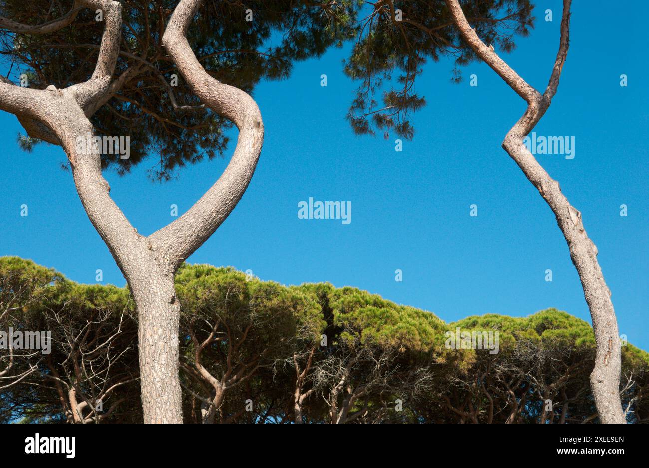 Maritime pine trees wood hi-res stock photography and images - Alamy