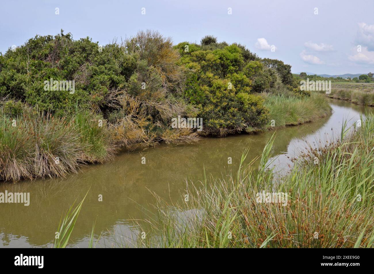 Padule di scarlino hi-res stock photography and images - Alamy