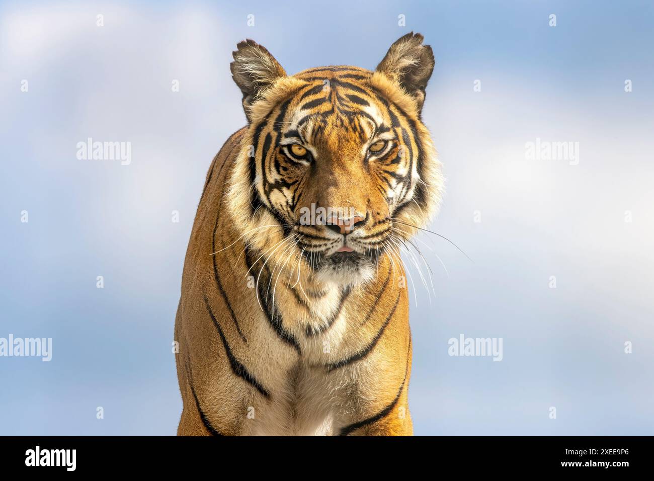 Malayan tiger hi-res stock photography and images - Alamy