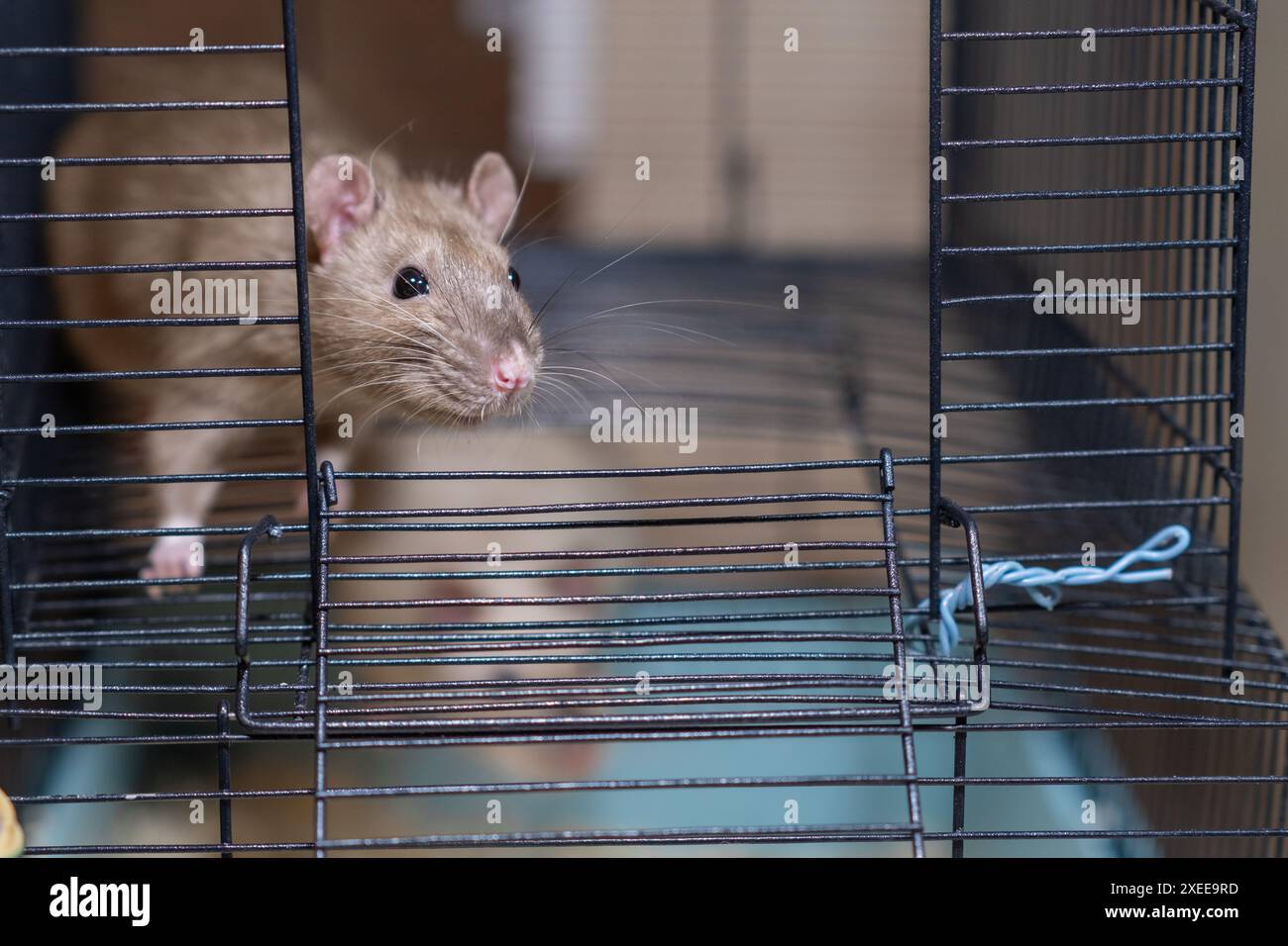 Domestic rat in a cage holds food with its paws and eats Stock Photo ...