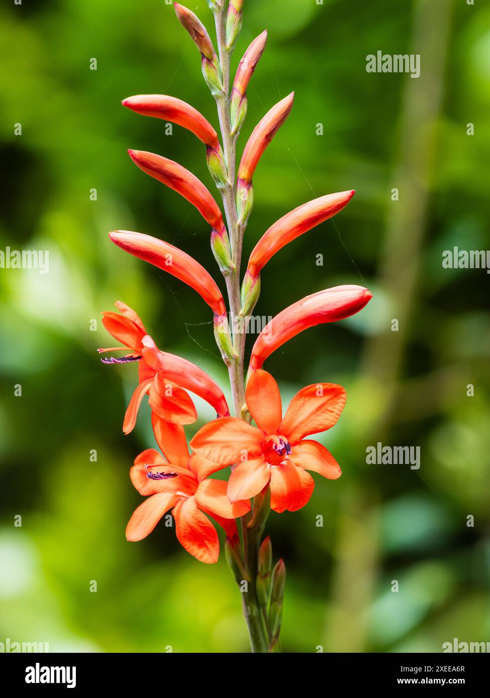 Orange flowers in the early summer spike of the evergreen South African ...