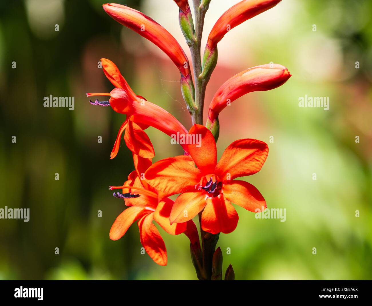 Orange flowers in the early summer spike of the evergreen South African ...