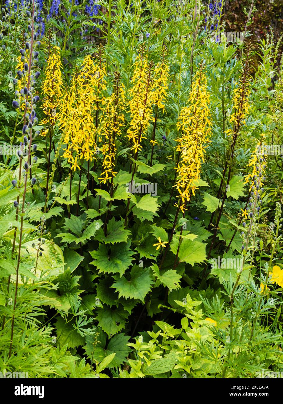 Early summer spikes of yellow flowers of the hardy perennial Ligularia ...