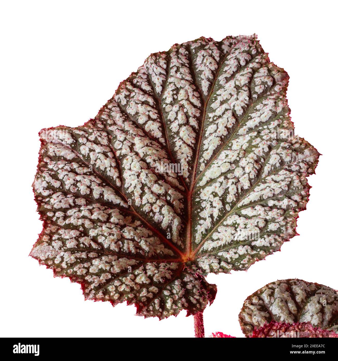 Silver spotted begonia hi-res stock photography and images - Alamy