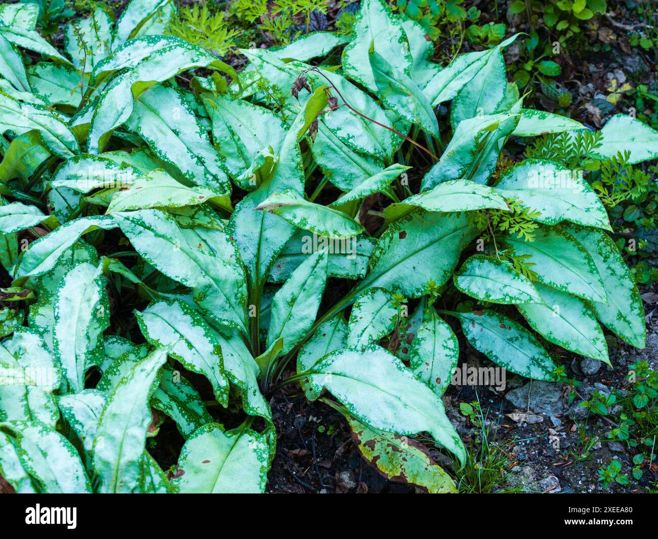 Pulmonaria silver surprise hi-res stock photography and images - Alamy