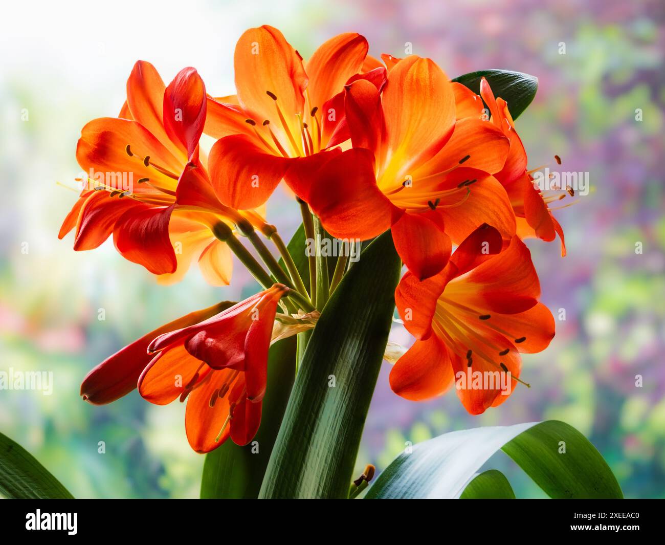 Orange flowers of the frost tender shade loving South African bulb ...