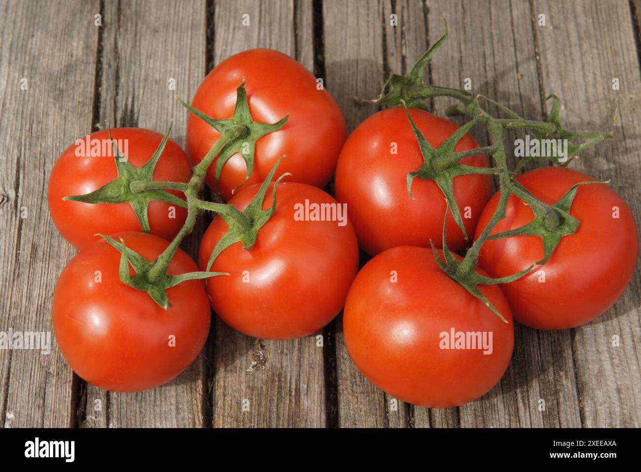 Solanum esculentum, tomato Stock Photo - Alamy