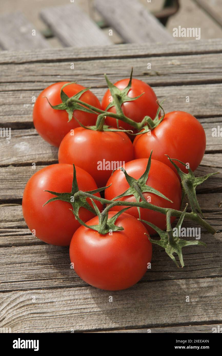 Solanum esculentum, tomato Stock Photo - Alamy