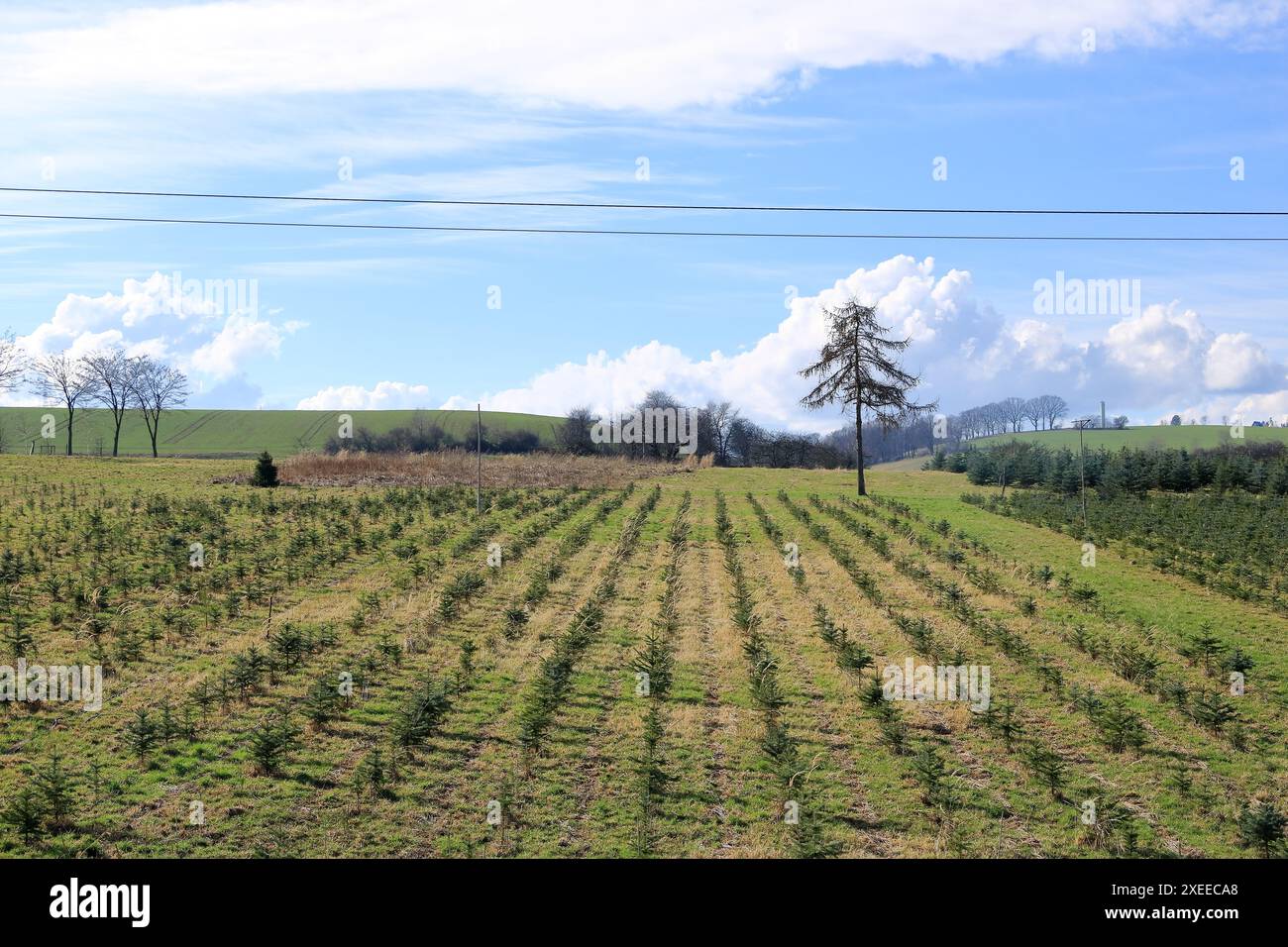 Planting stock, pine tree nursery, germany Stock Photo - Alamy