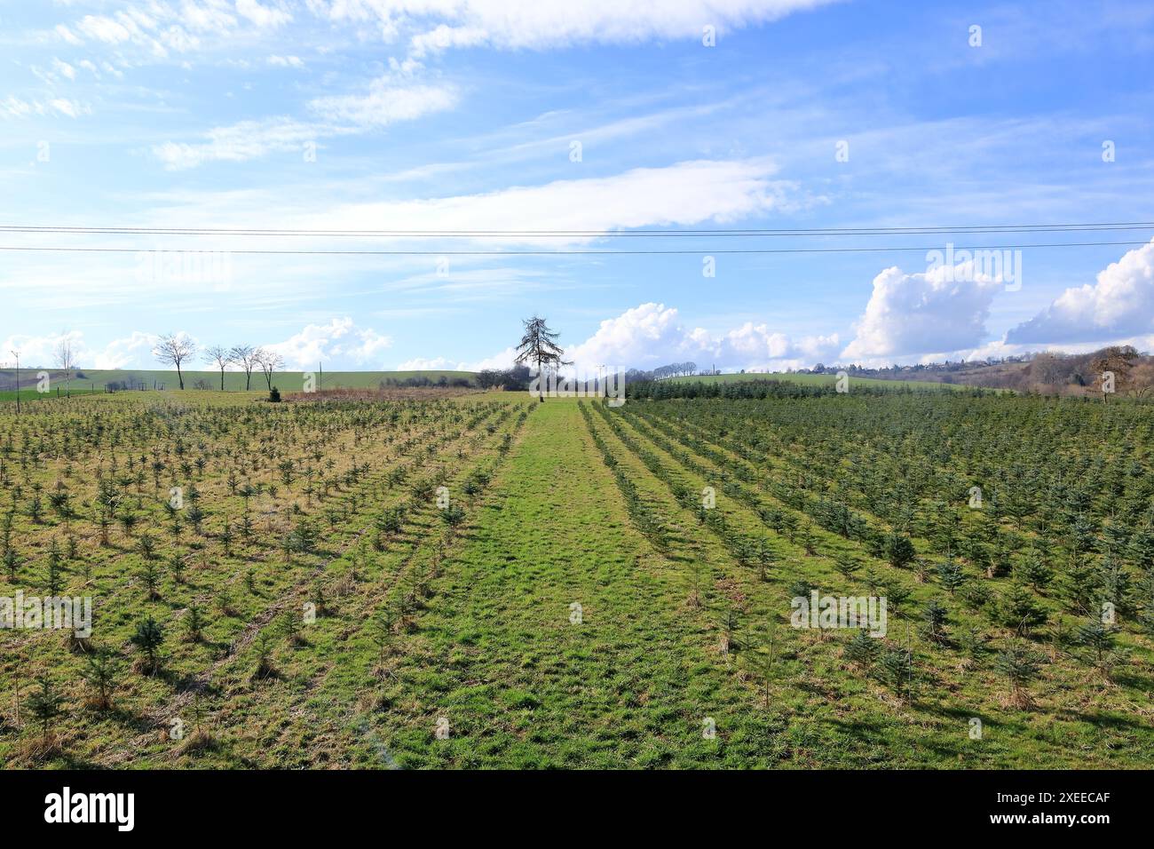 Rows planting young pine hi-res stock photography and images - Alamy