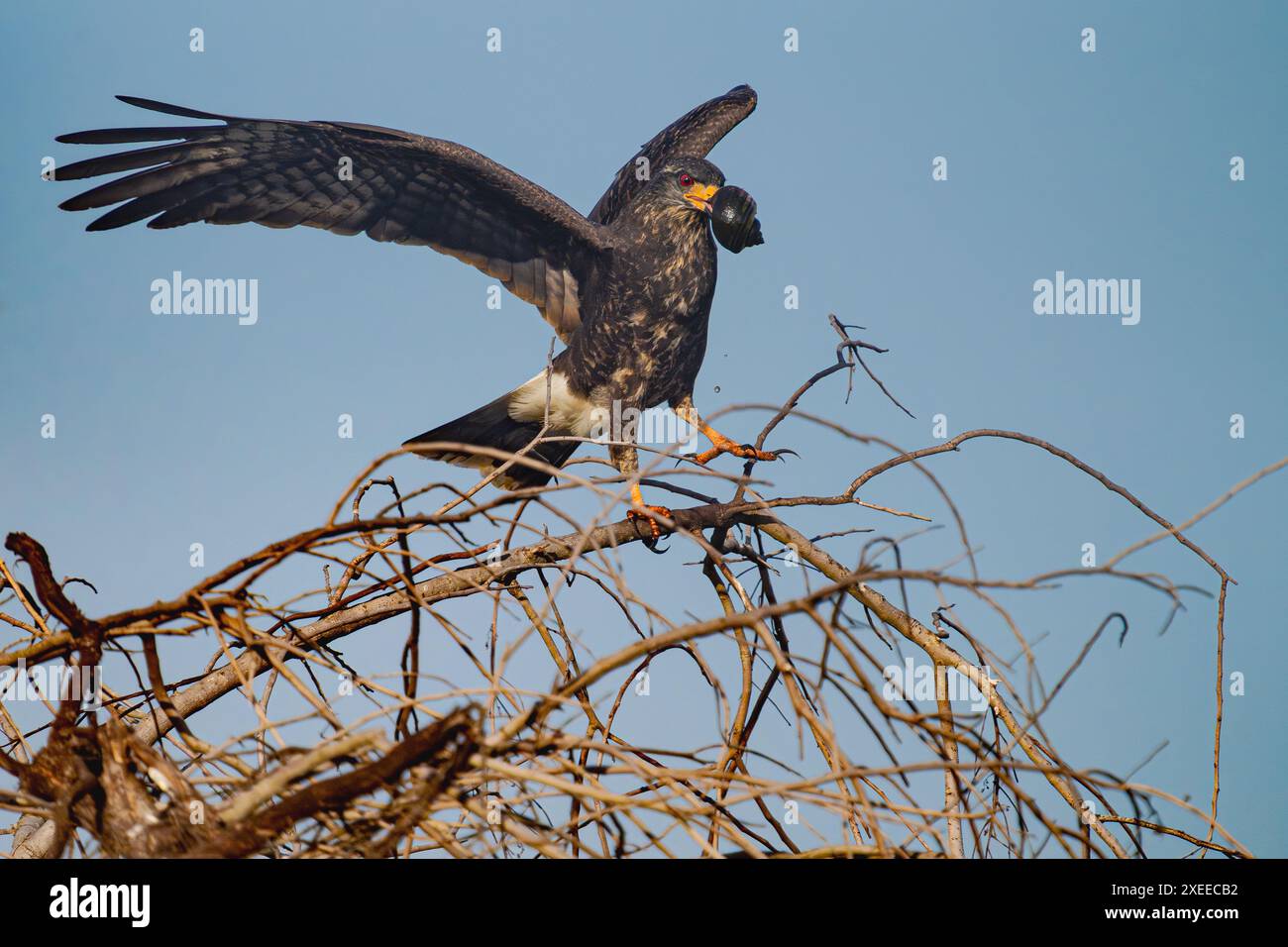 Snail Kite with its wings spread, perched with its prey, a snail, in ...