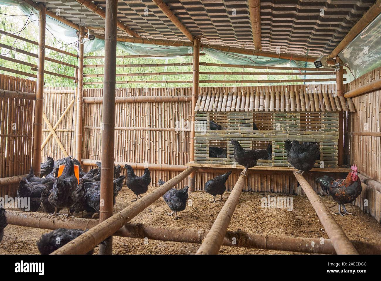 Guiyang. 25th Apr, 2024. A chicken farm equipped with cameras is seen ...