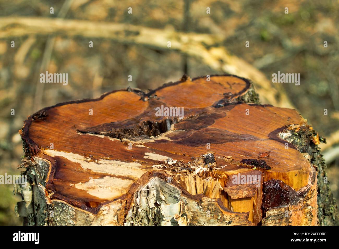 Stump pulling hi-res stock photography and images - Alamy