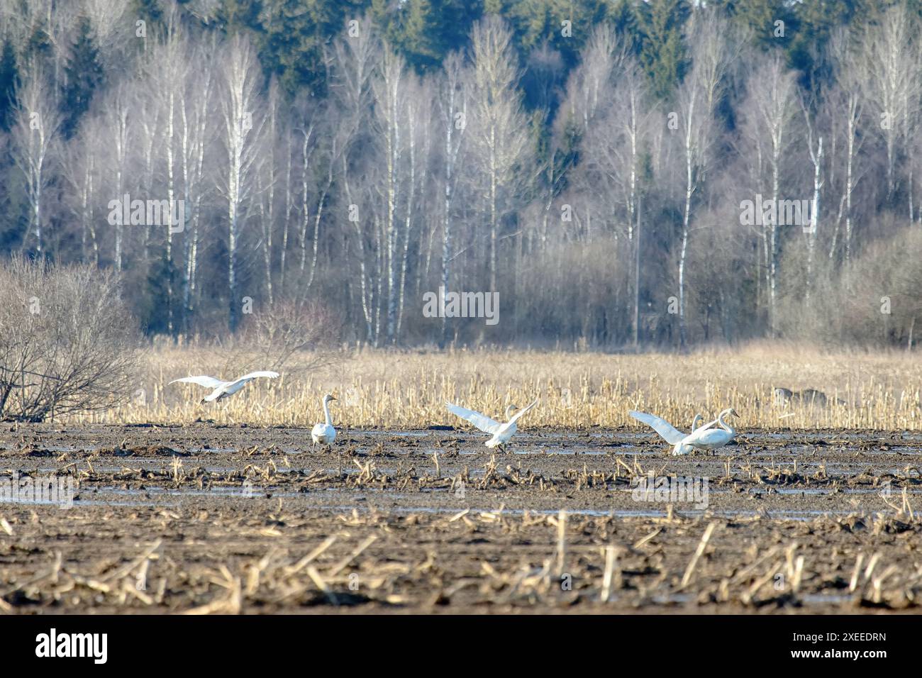 Whooper swans flock feeding hi-res stock photography and images - Alamy