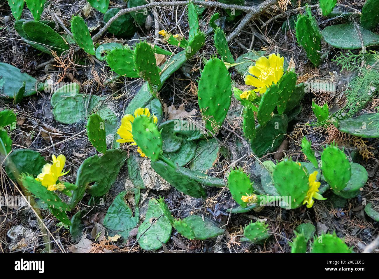 Prickly burr hi-res stock photography and images - Alamy