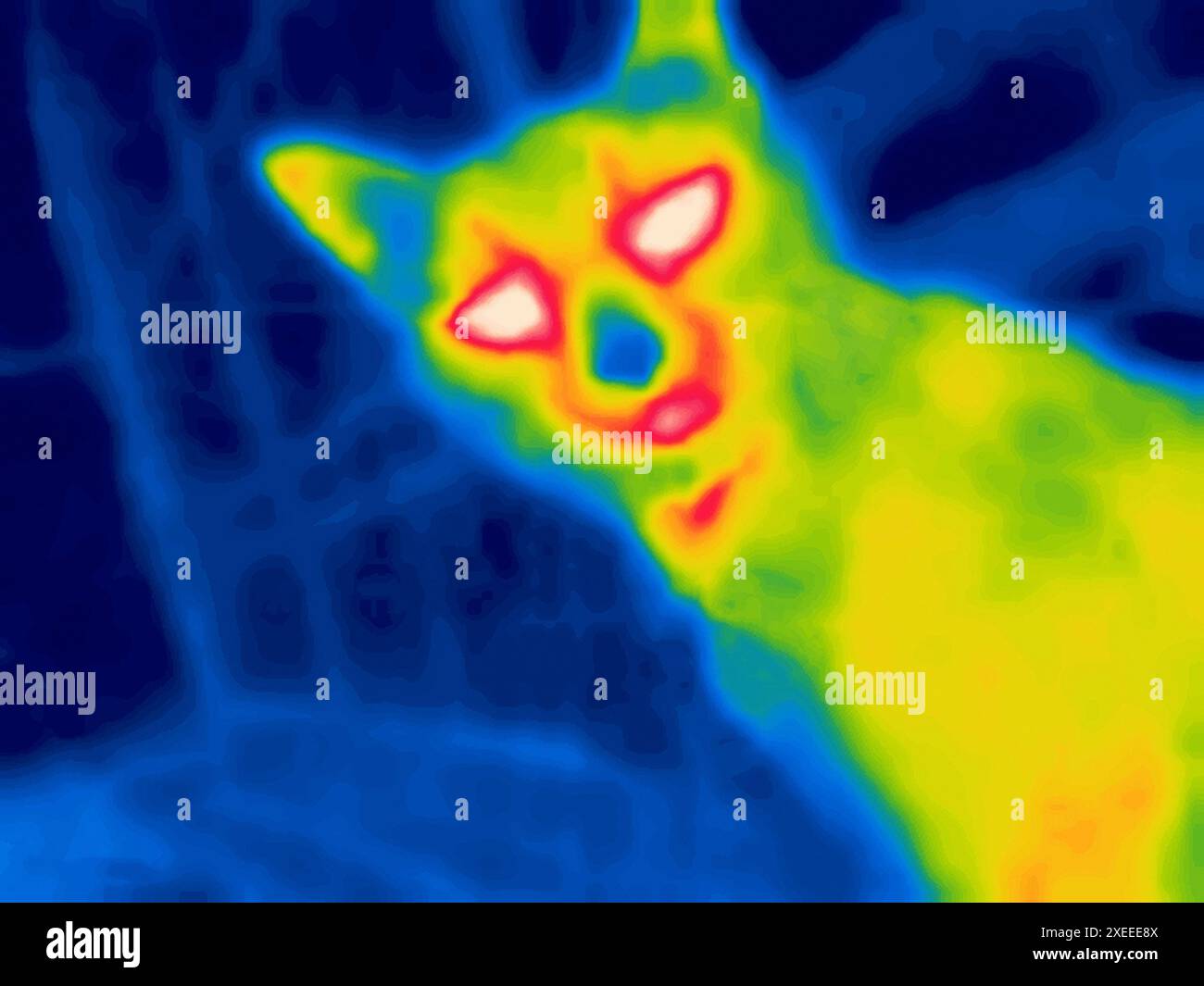 The Desert Cat infrared Stock Photo - Alamy