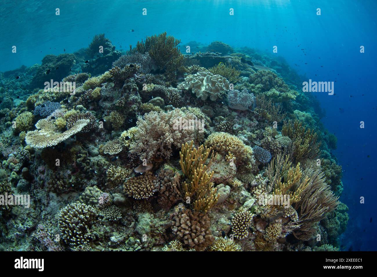 Healthy corals cover a beautiful reef slope on a remote island in the ...