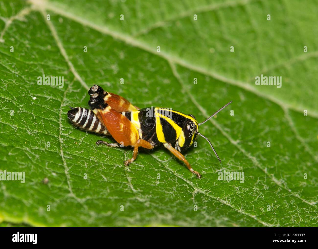 Aztec spur-throat grasshopper Aidemona azteca insect leaf nature pest ...