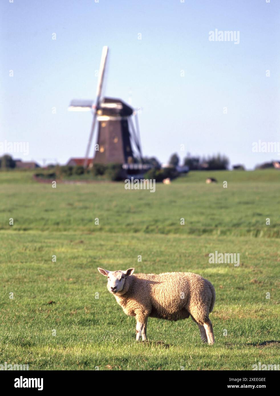 Old traditional windmill with white sheep on the pasture and blue sky ...