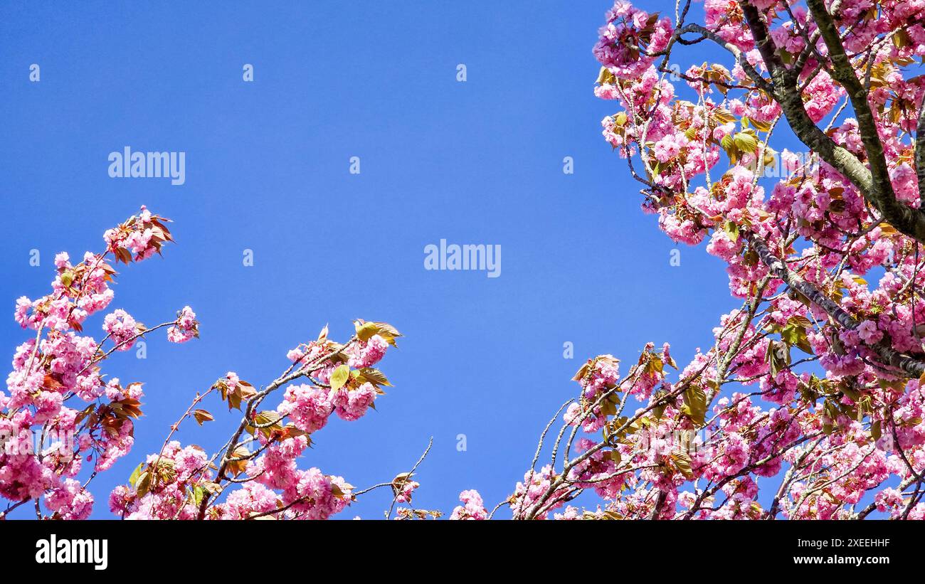 Spring blossom with a blue sky with clouds an purple flowers on a ...