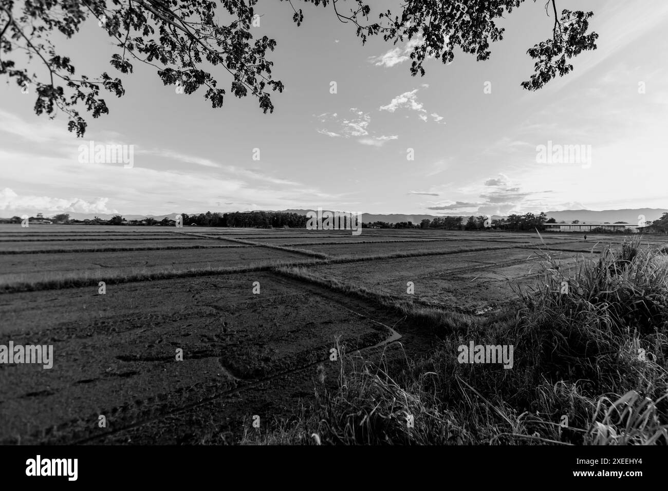 landscape rice field, black and white tone Stock Photo - Alamy