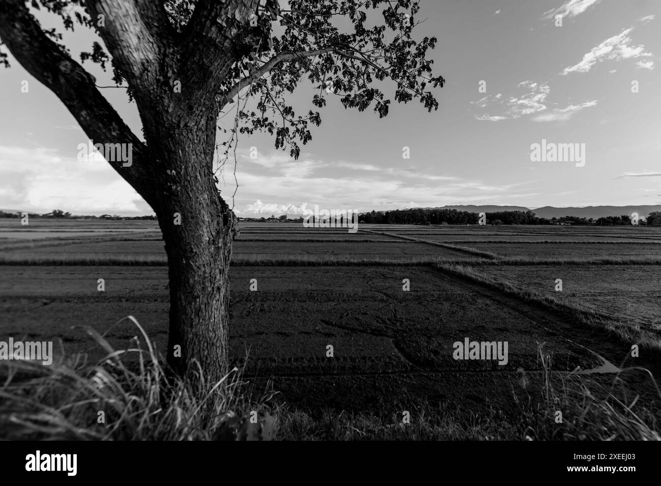landscape rice field, black and white tone Stock Photo - Alamy