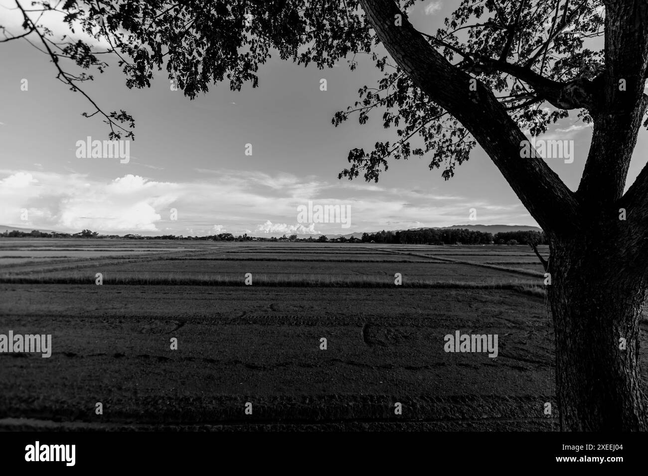 landscape rice field, black and white tone Stock Photo - Alamy