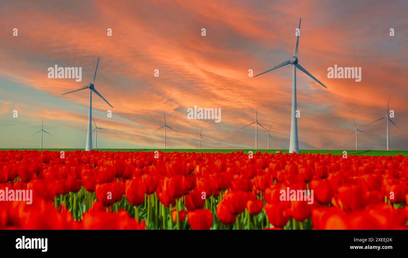 Windmill park with tulip flowers in Spring, windmill turbines ...