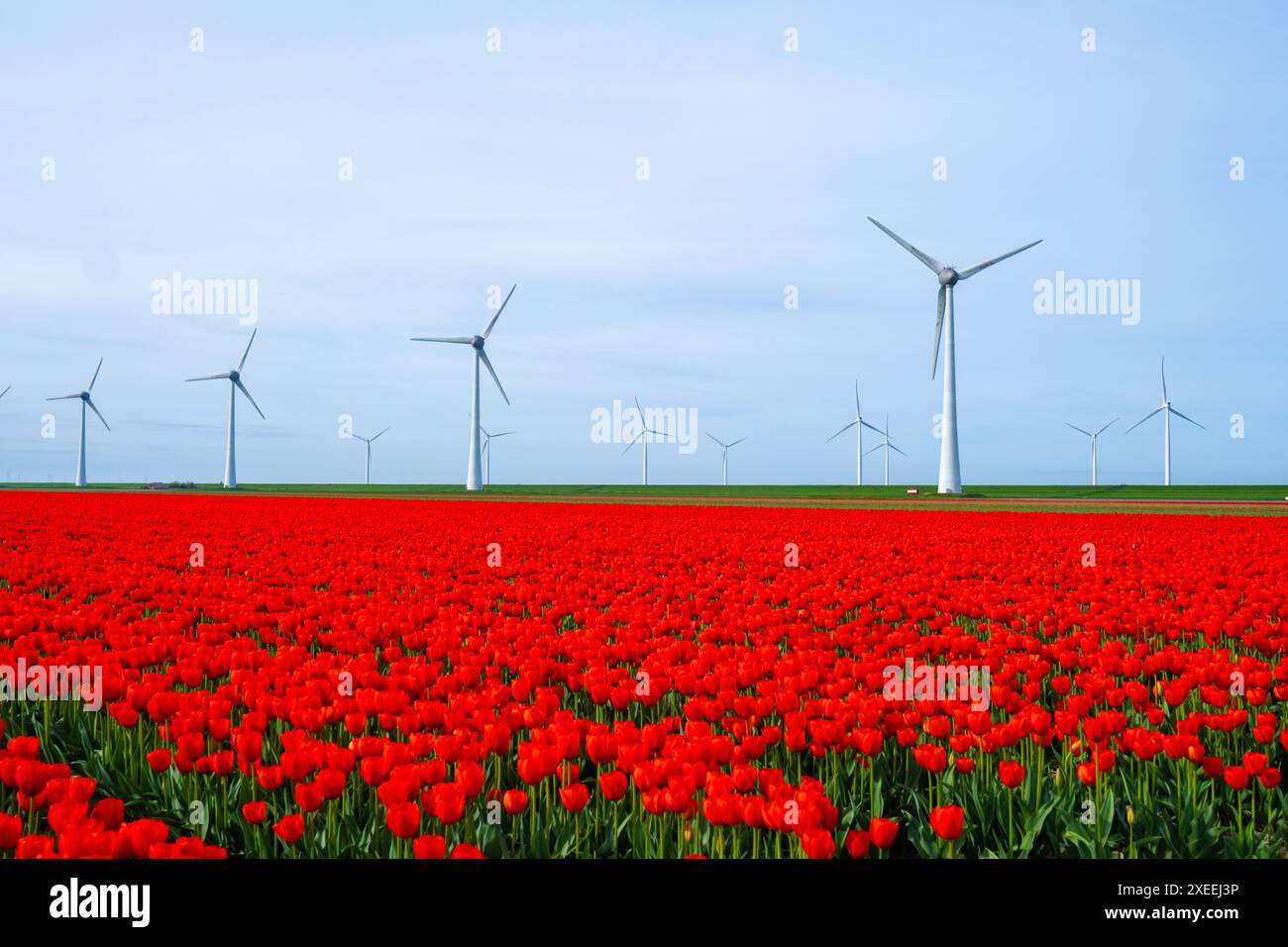 Windmill park with tulip flowers in Spring, windmill turbines ...
