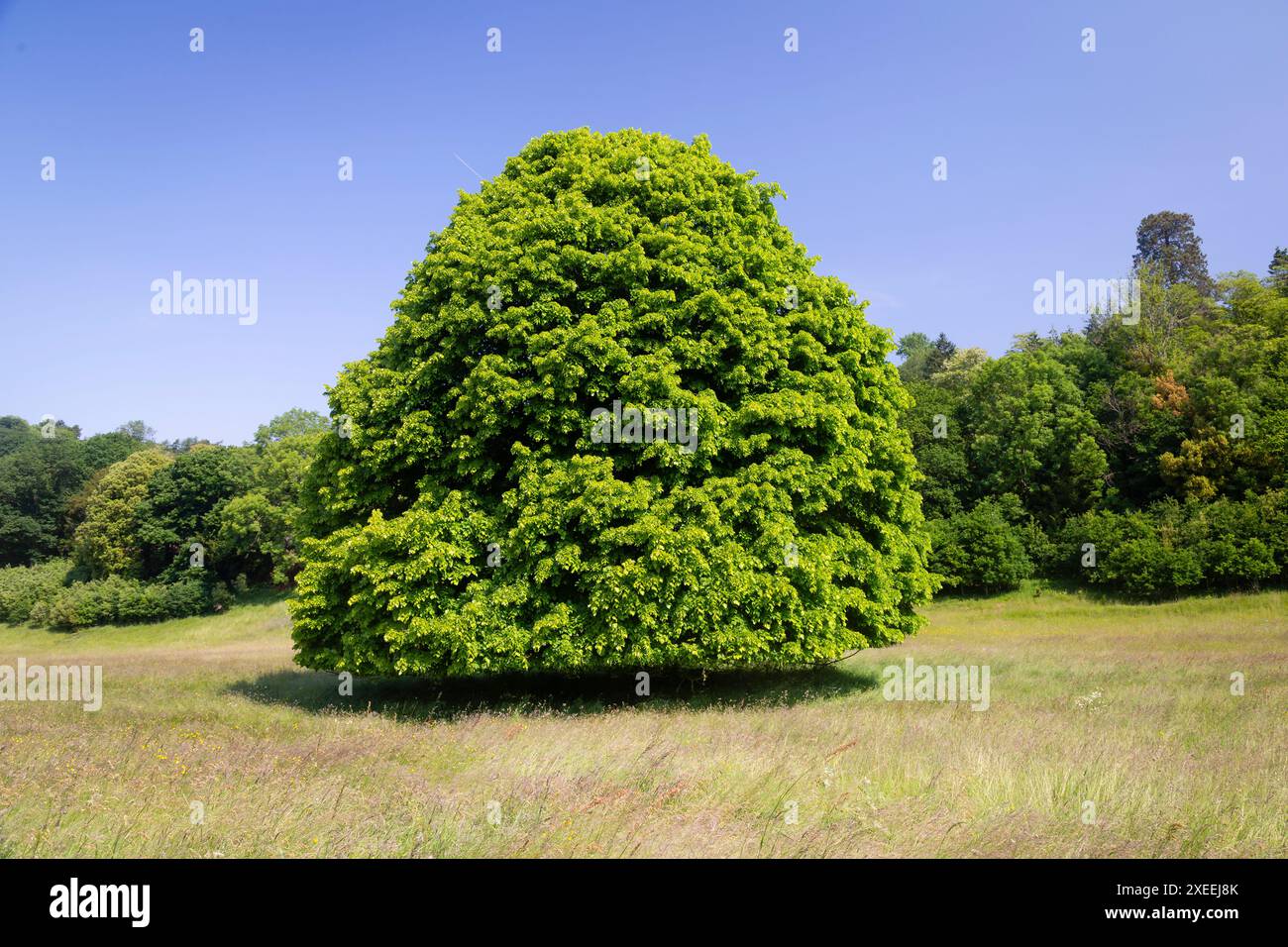Common Lime Tree, Tilia x europaea, a large specimen tree ...
