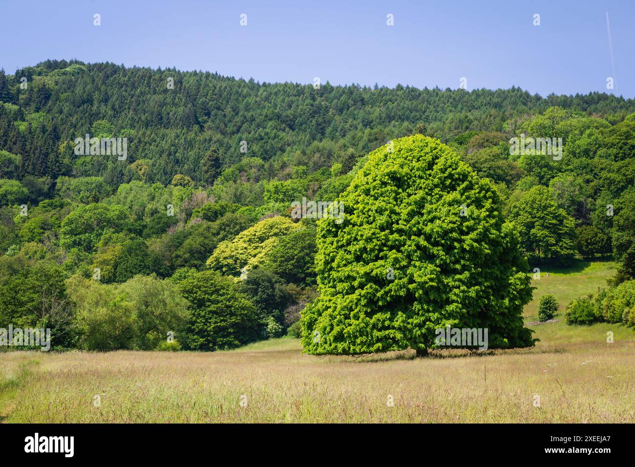 Common Lime Tree, Tilia x europaea, a large mature tree in front of ...