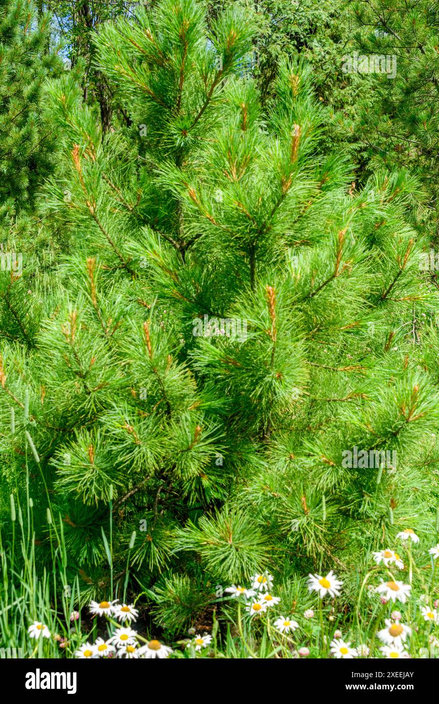 Fluffy cedar with new cones forming on a green background. Walk in the ...