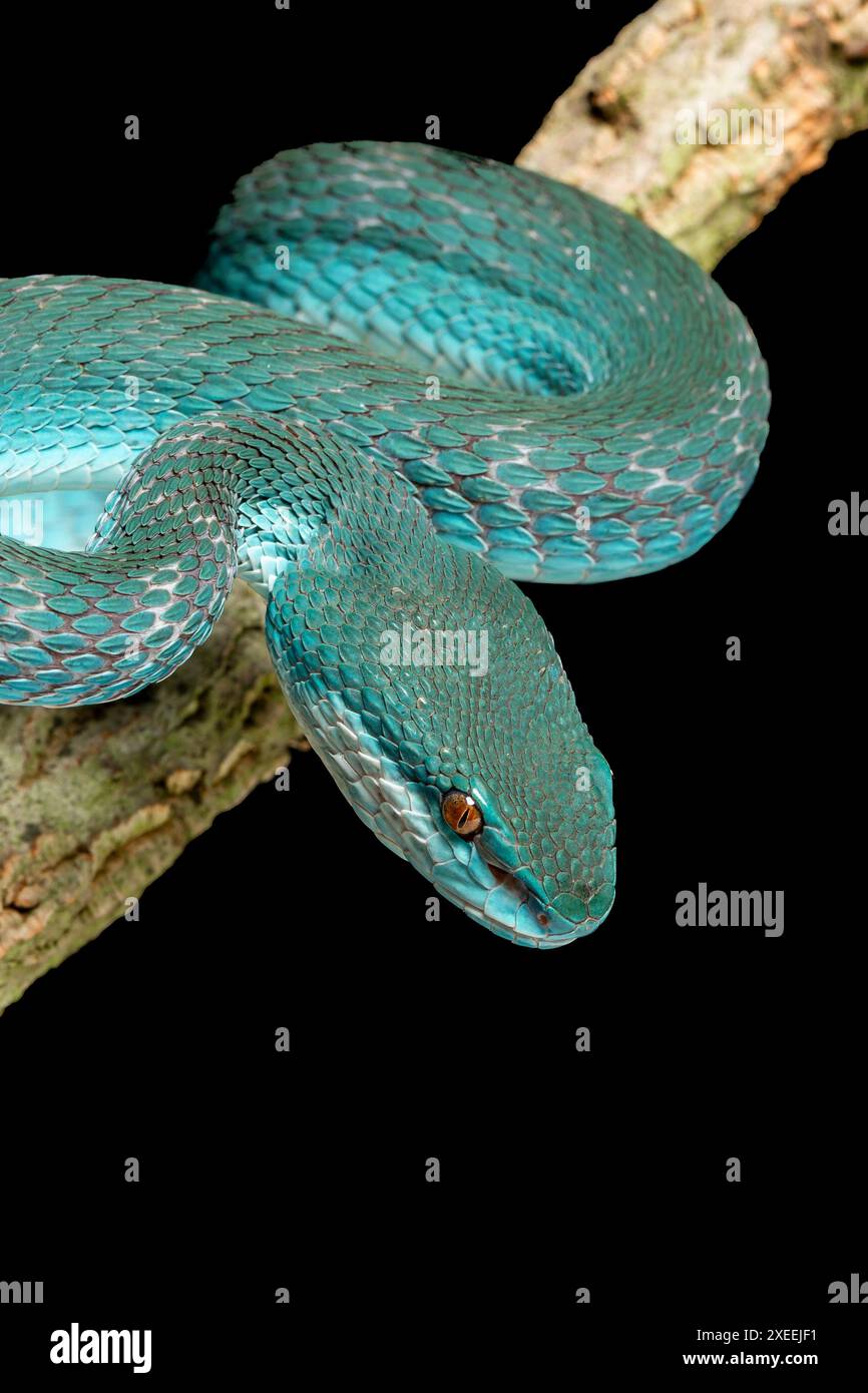 Blue pit viper snake hi-res stock photography and images - Alamy