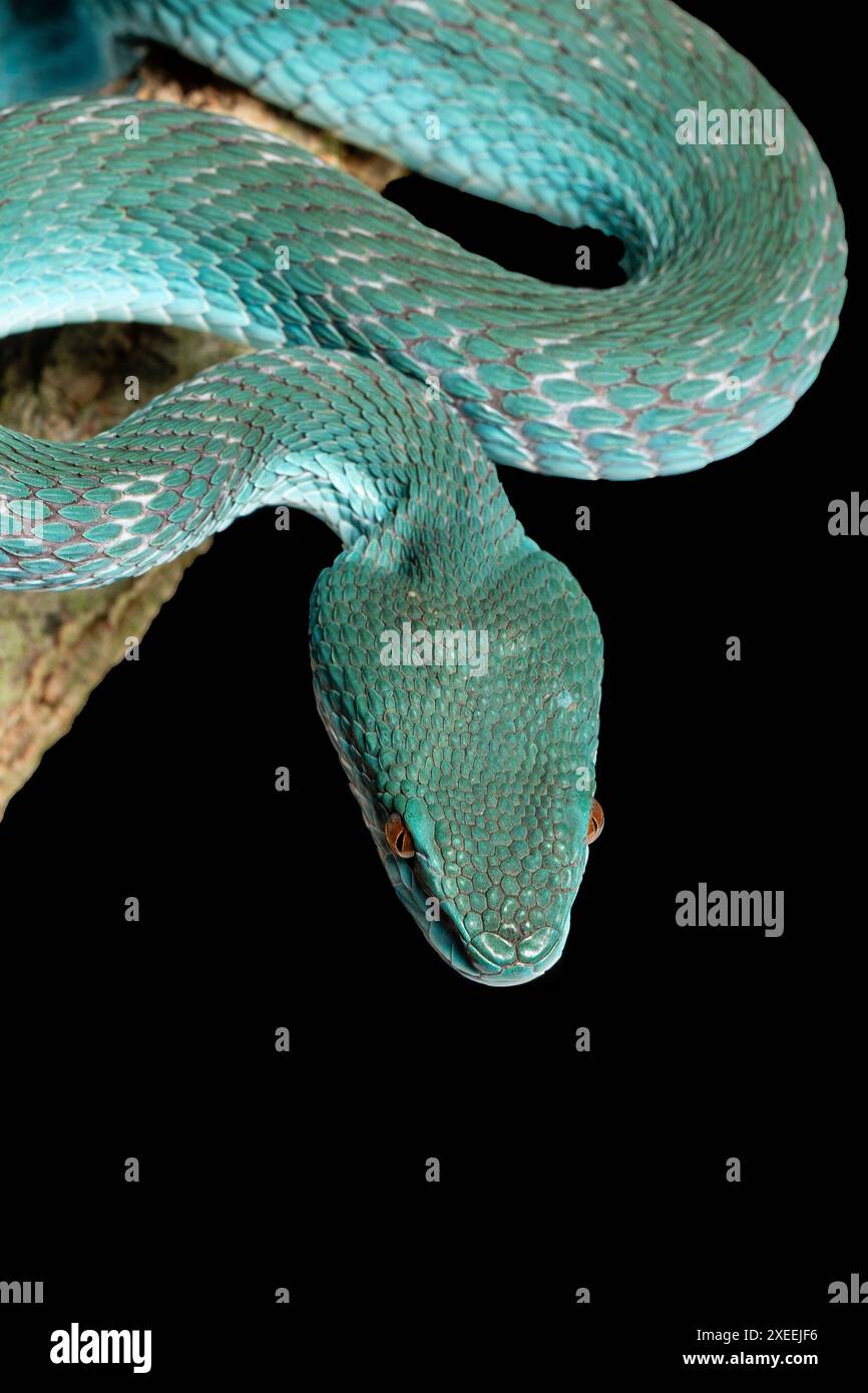 White-lipped island pitviper, Trimeresurus insularis, Komodo form ...