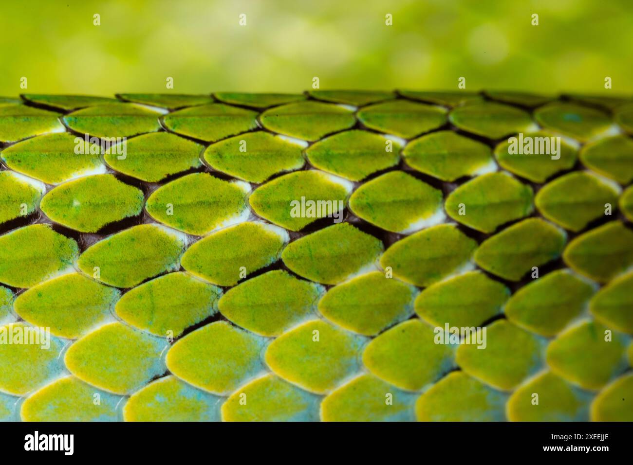 Keeled and smooth scales of a Green Trinket Snake, Gonyosoma prasinum ...