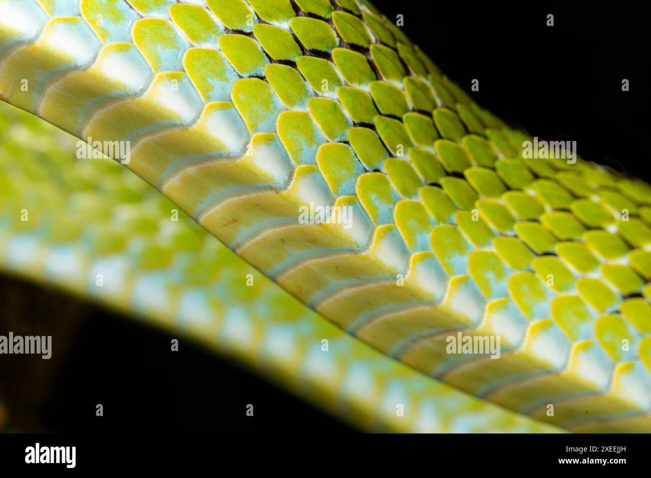 Ventral scales snake hi-res stock photography and images - Alamy
