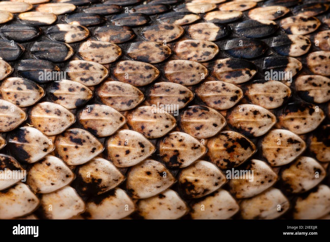 Keeled scales of a Southern Hognose Snake, Heterodon simus. Captive ...