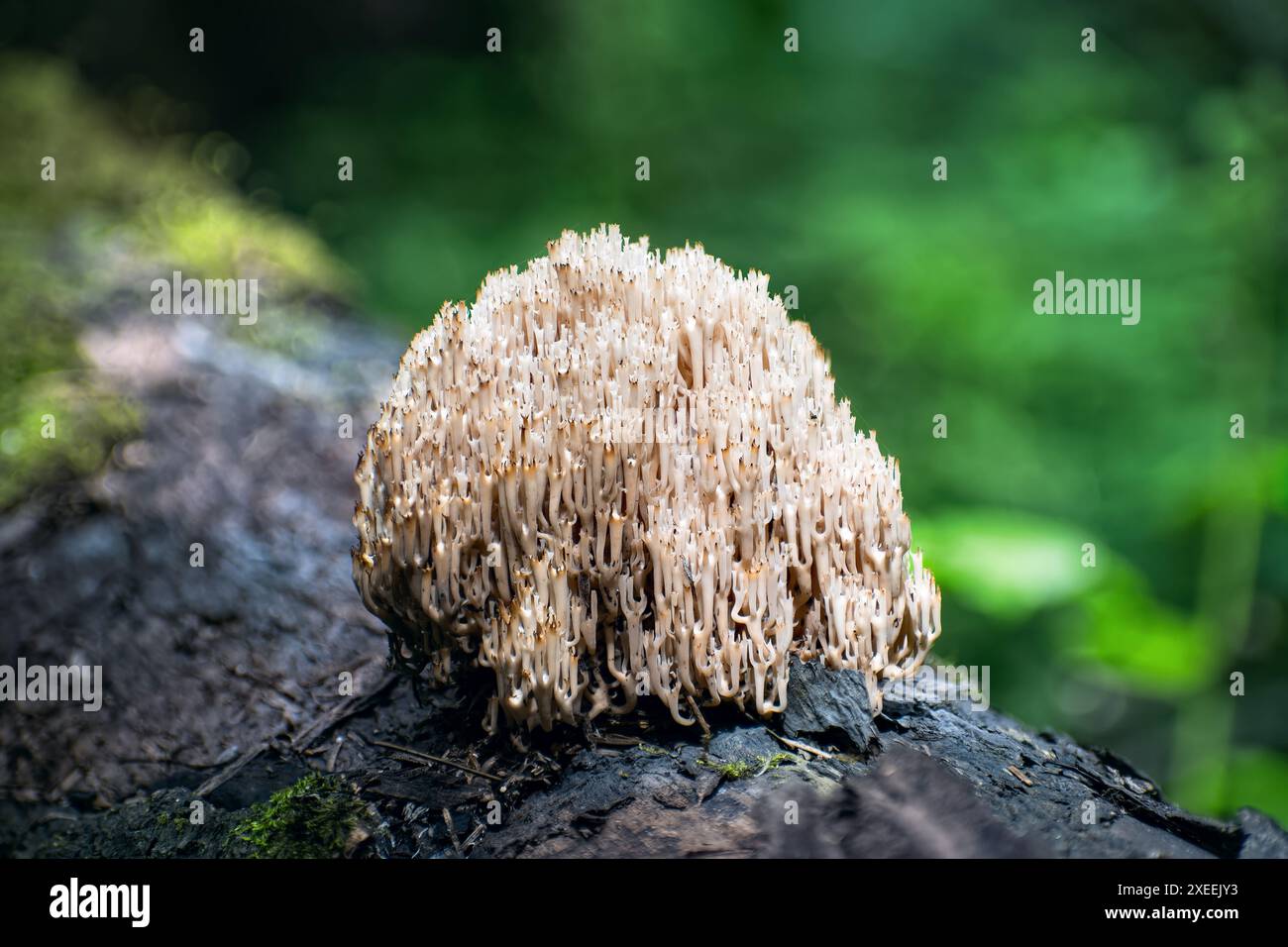 Artomyces pyxidatus (crown coral or crown-tipped coral fungus) grows on ...